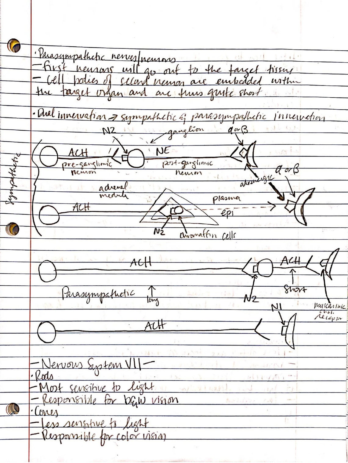 Human Physiology Notes for unit 1homeostasis, Fluid Concentrations ...