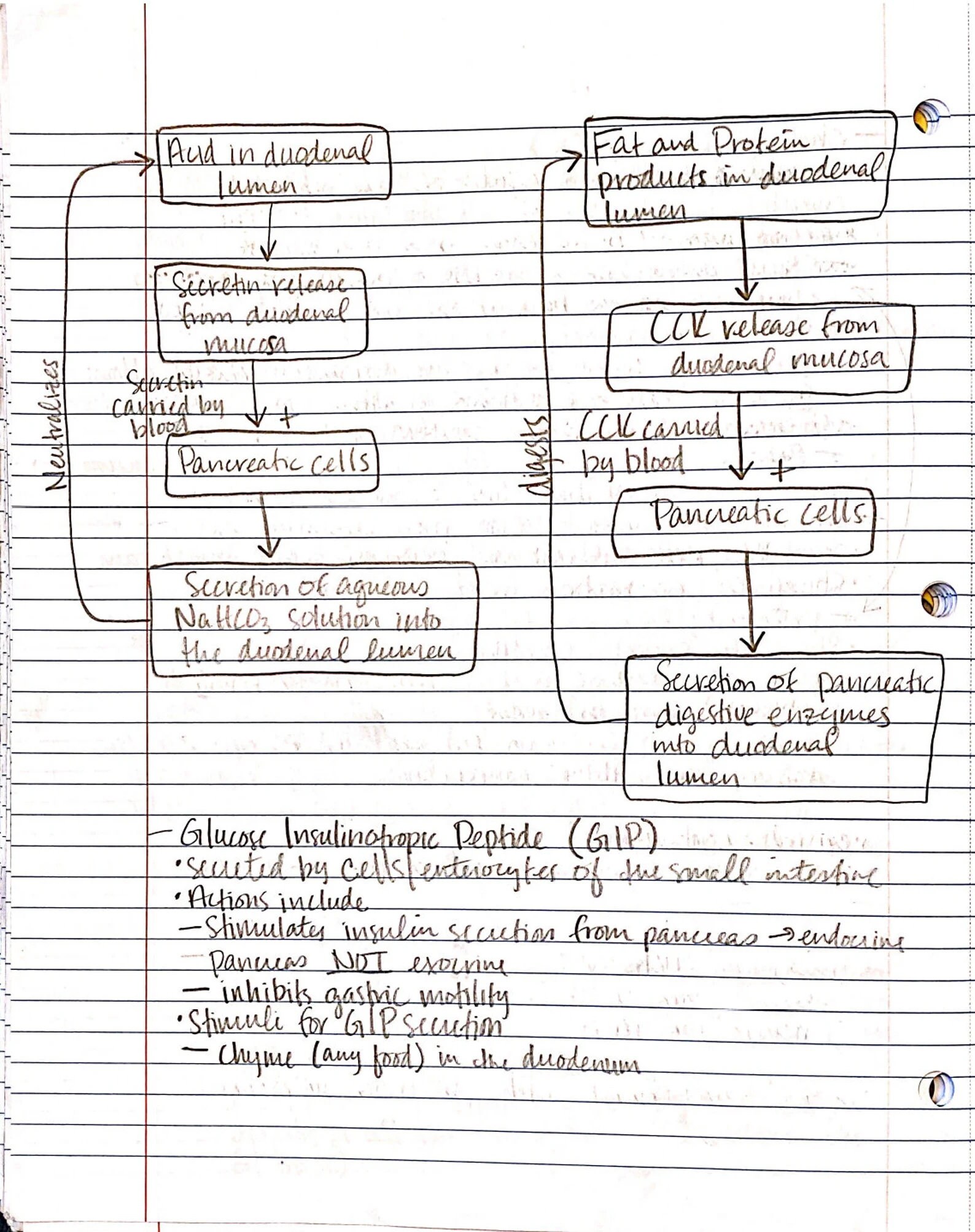 Human Physiology Notes unit 4endocrine System, Gastrointestinal System ...