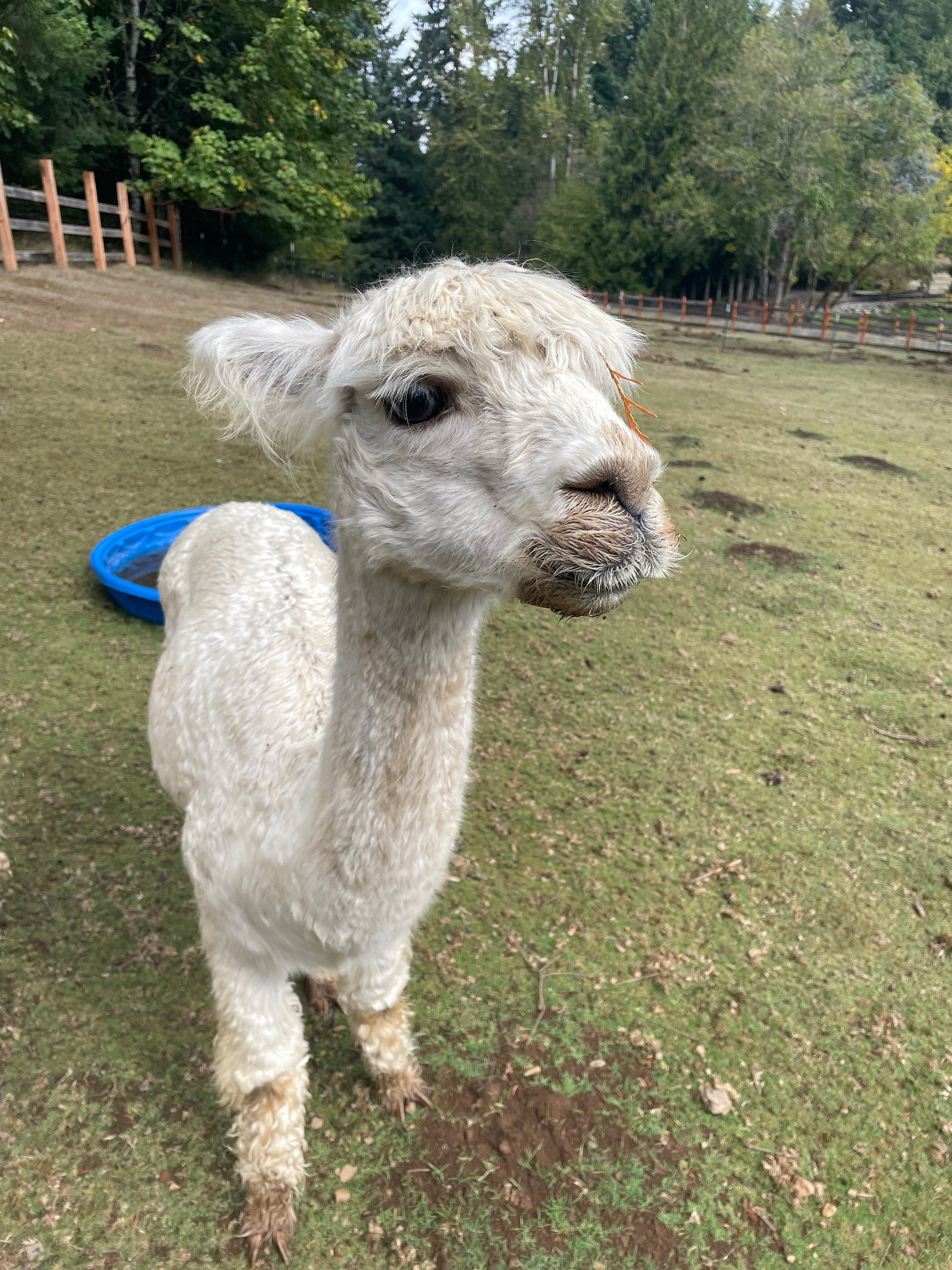 Daisy 1oz Raw Suri Alpaca Fiber White (unwashed) - Etsy