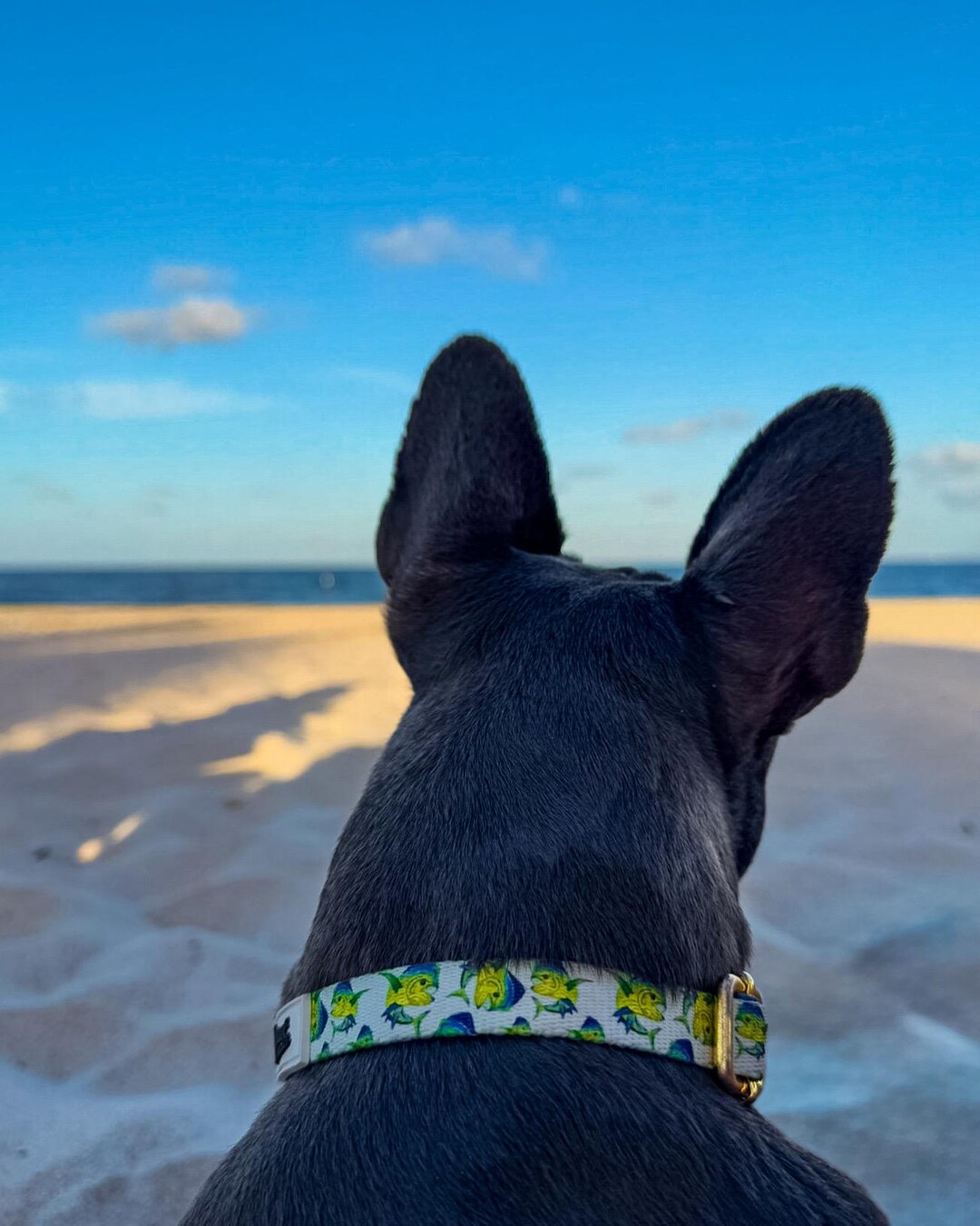 Mahi Mahi Dog Collar – Adjustable Printed Collar for Dogs | Vibrant ...