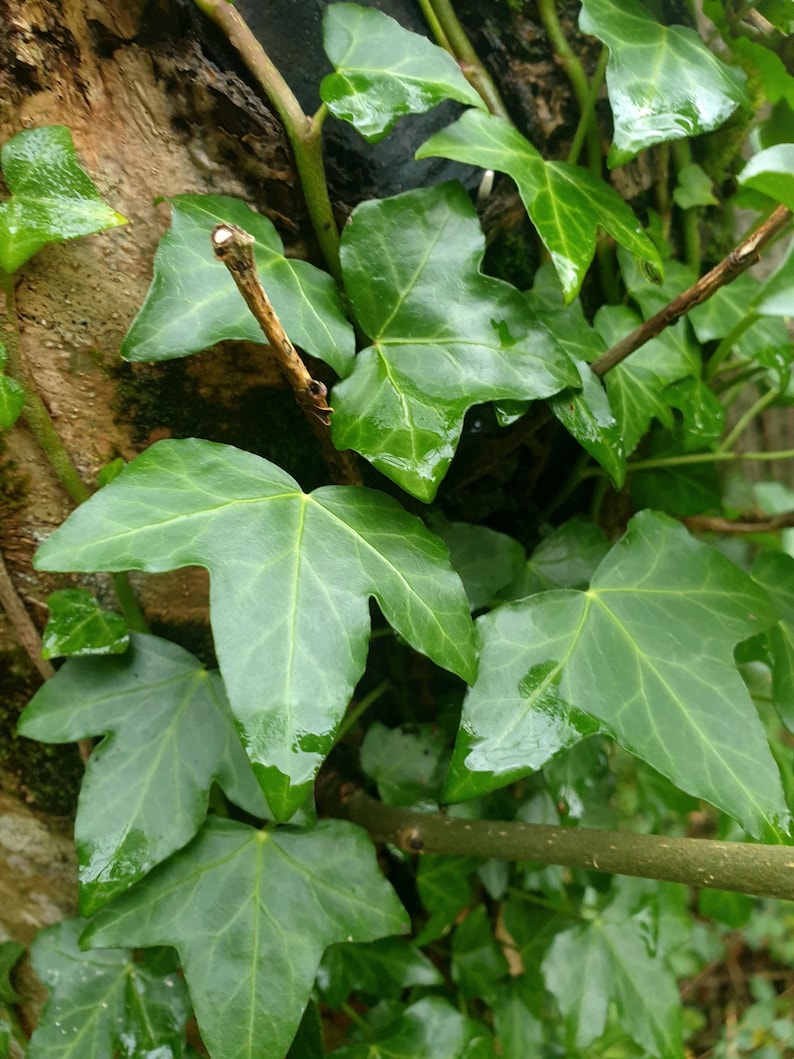 Traditional Irish Chain Quilt: Ivy - Etsy