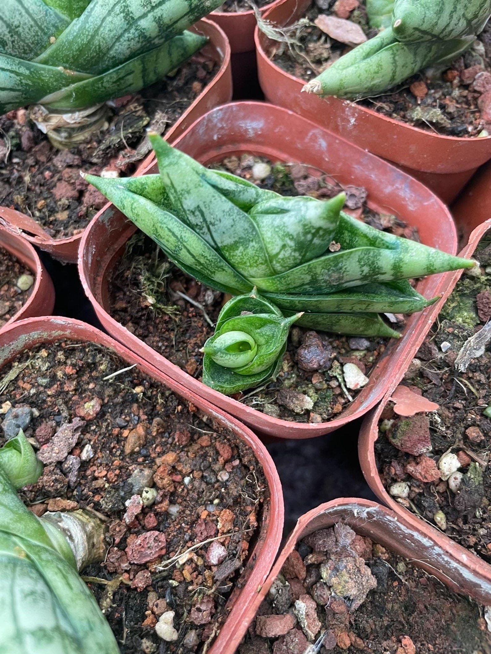 Rare Sansevieria Mini Boncel Succulent - Limited Supply 2" - Etsy