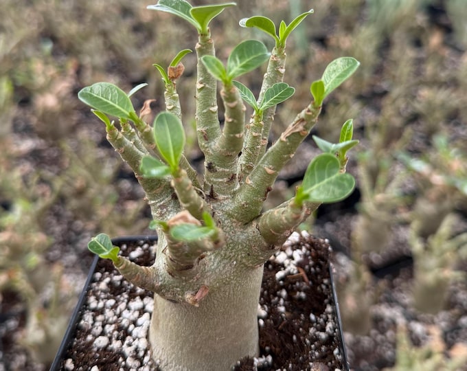 Adenium Arabicum - Etsy