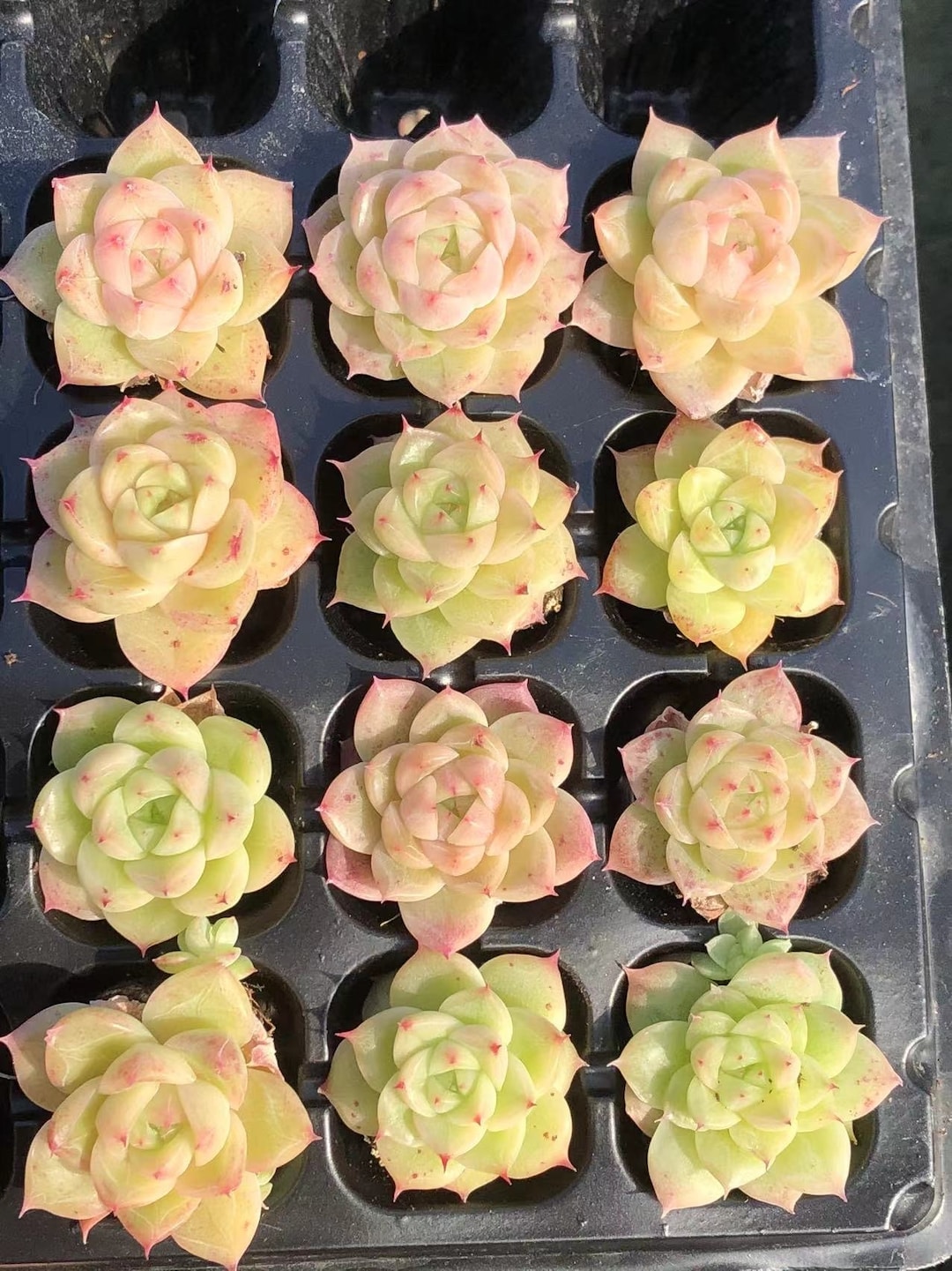 Echeveria Queen Maigan 1.5 Combo - Etsy