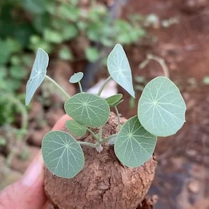 Stephania Erecta Bulb Only 1.5" - Etsy