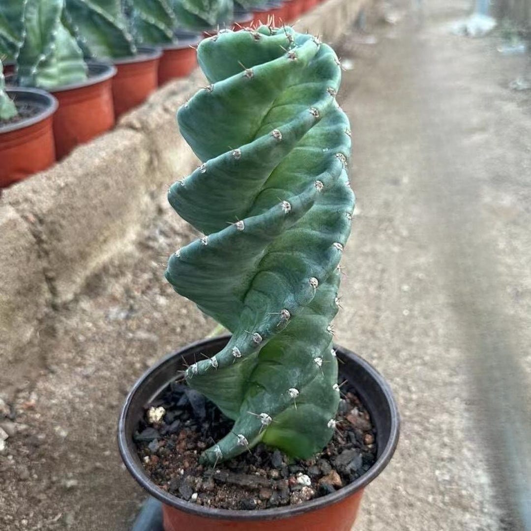 Cereus Validus Spiralis (8”-10”) Live Cactus Plant – Rare Spiral ...