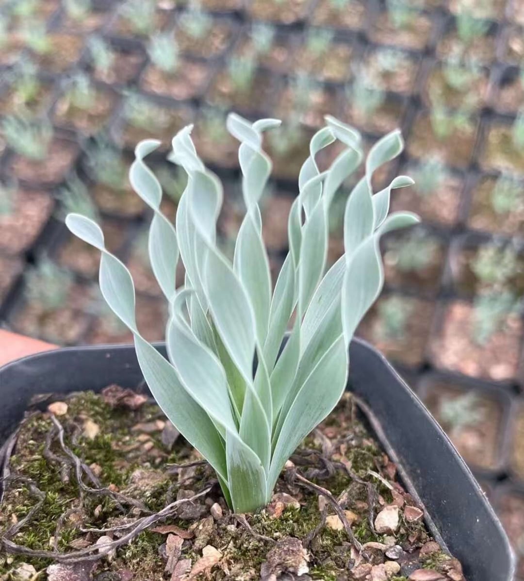 Albuca Concordiana Bulb Only 0.5“ - Etsy