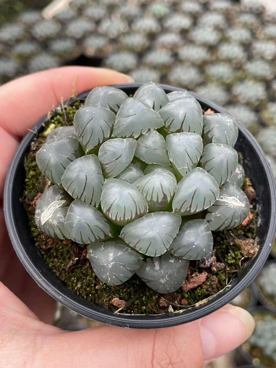 Haworthia Cooperi OB1 - Etsy