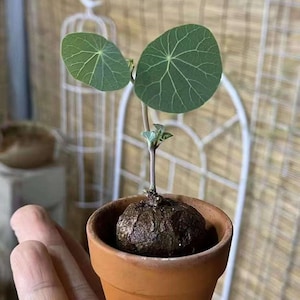 Stephania Erecta Bulb Only 1.5" - Etsy