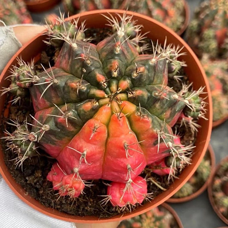 Rare Cacti - Etsy