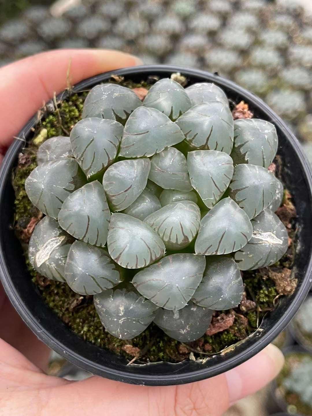 Haworthia Cooperi OB1 - Etsy