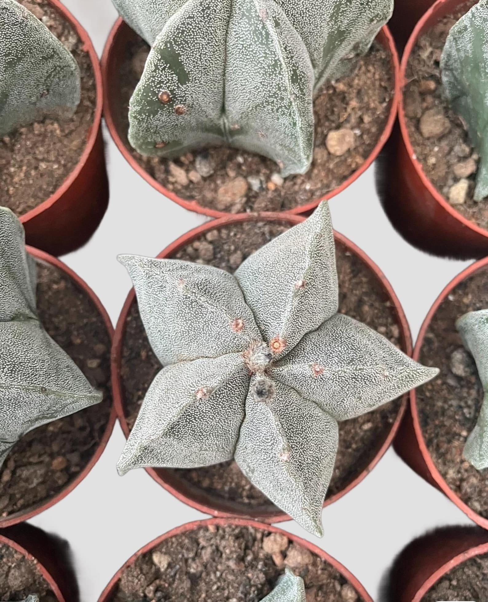 Rare Astrophytum Coahuilense Cactus: Unique Star Succulent - Etsy