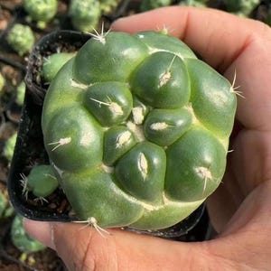 Coryphantha Elephantidens Cv. Inermis Offset (1”-1.5”) - Etsy