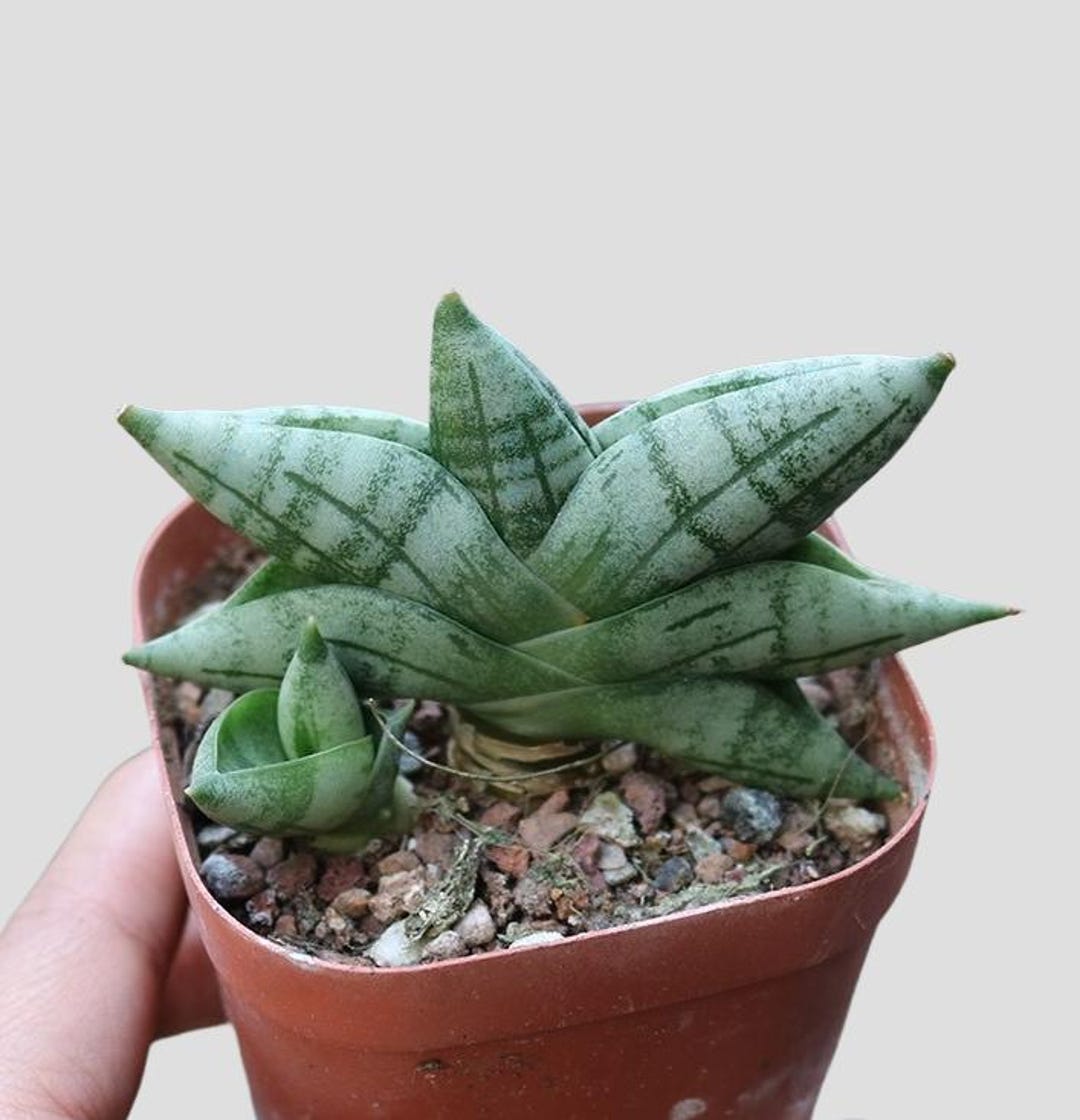 Rare Sansevieria Mini Boncel Succulent - Limited Supply 2" - Etsy