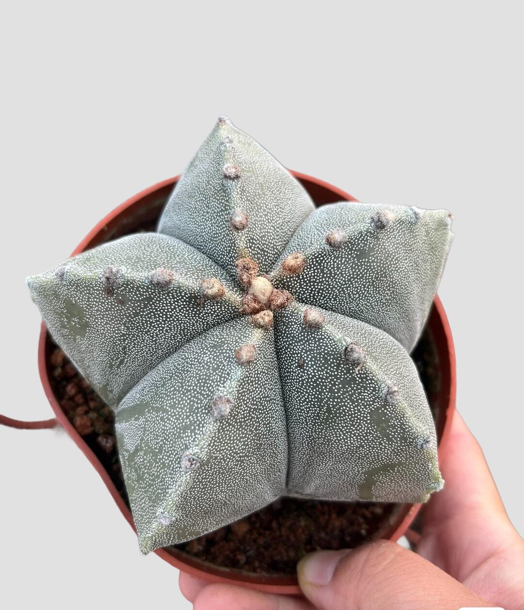 Rare Astrophytum Coahuilense Cactus - Unique Succulent Plant for Sale ...