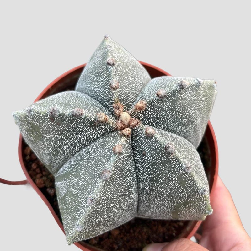Starfish Cactus - Etsy