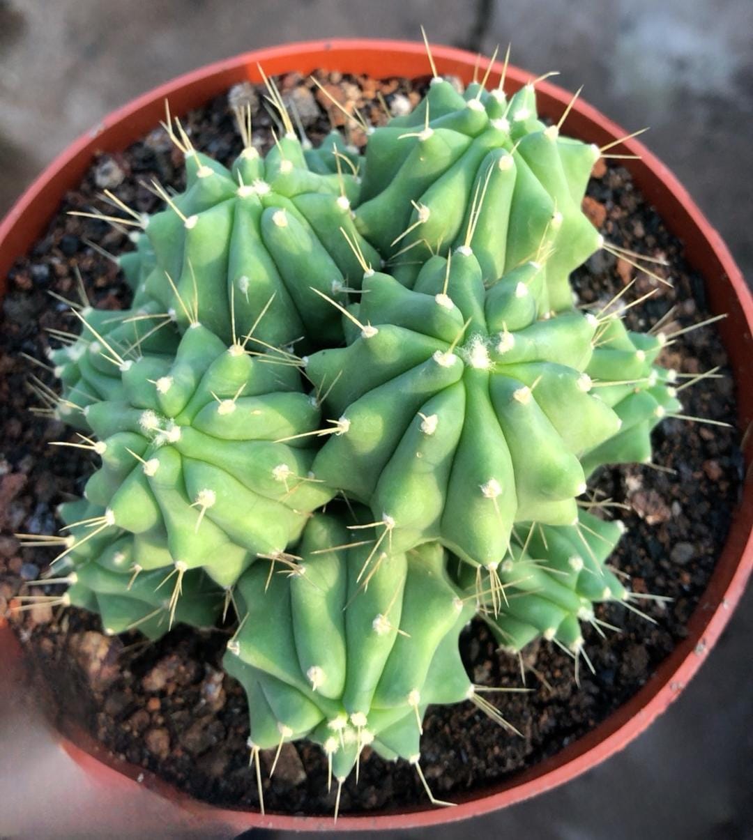 Rare Ferocactus Glaucescens Cactus Cluster - Unique Succulent for Plant ...