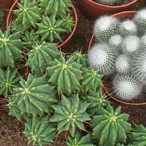 Rare Ferocactus Glaucescens Cactus Cluster - Unique Succulent for Plant ...