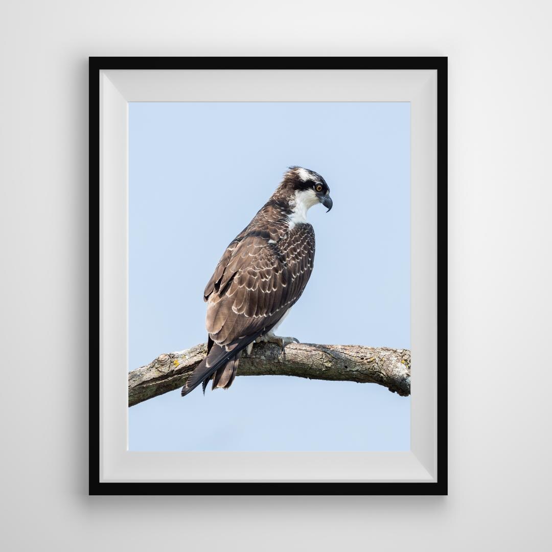 Osprey, Wildlife Photography, Bird Photo Print, Nature Wall Art, Bird ...