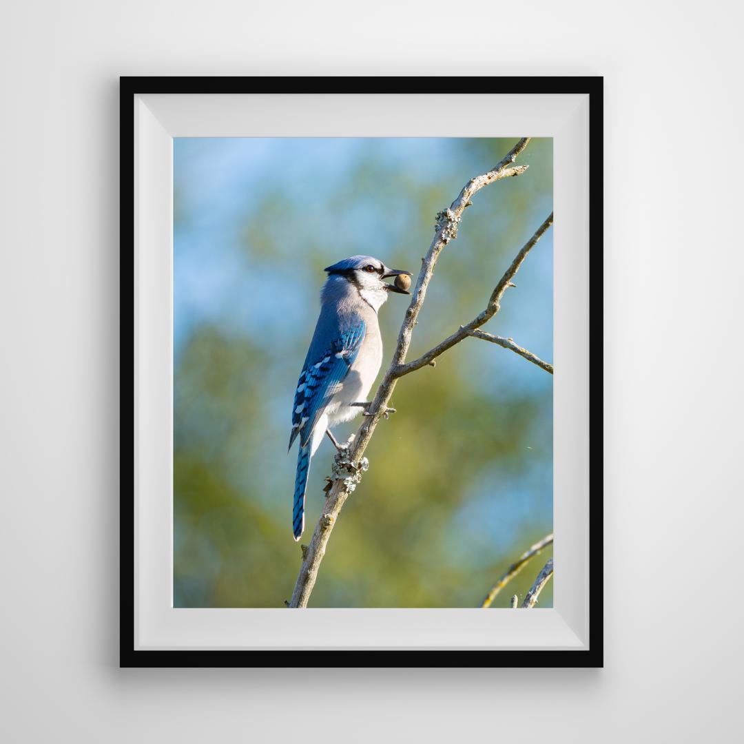 Stunning Blue Jay Wildlife Print Perfect for Bird Lovers, Nature ...