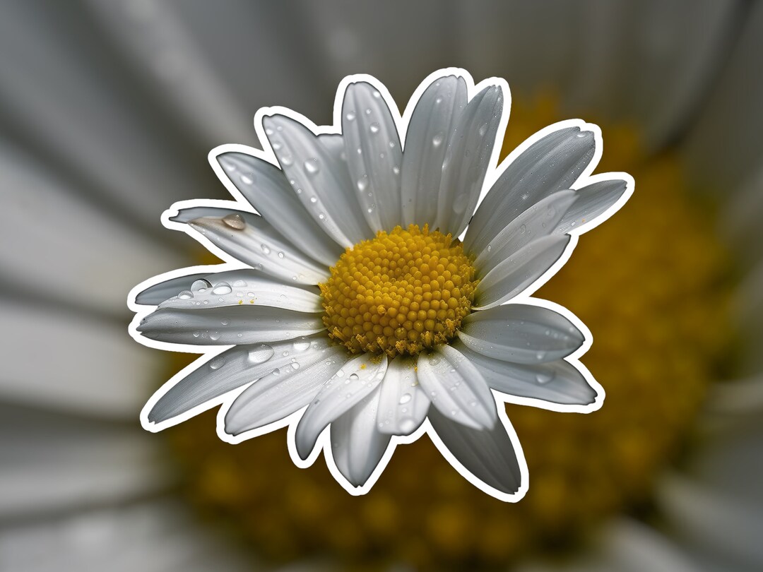 April Birth Flower Daisy | Daisy Sticker | Daisy Art | Birth Month ...