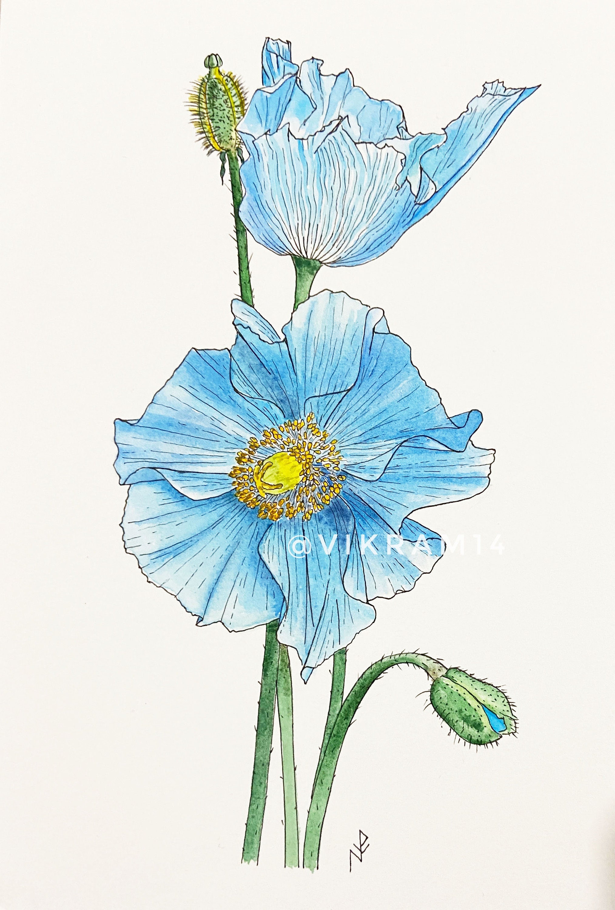 Blue Poppy Pen & Watercolor Original Art - Etsy