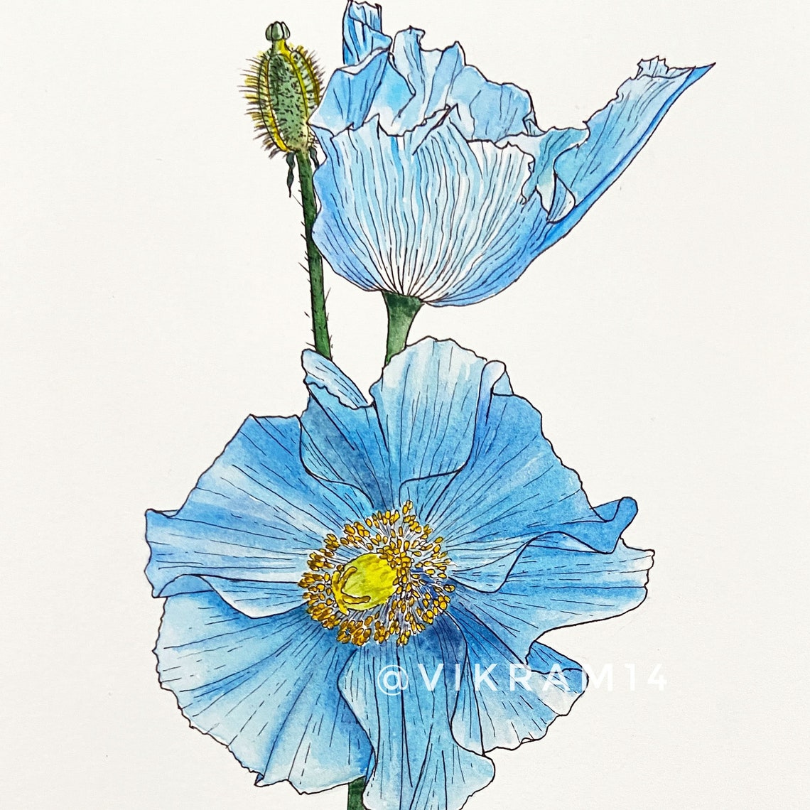 Blue Poppy Pen & Watercolor Original Art - Etsy