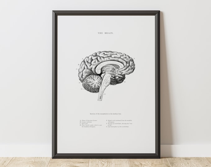 Antique Brain Anatomy Art Print, Human Anatomical Chart, Vintage ...
