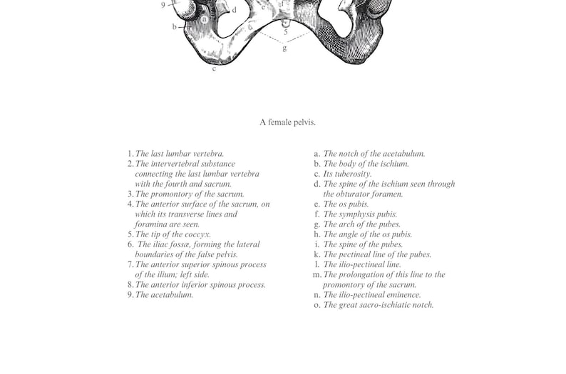 Pelvis Printable - Human Pelvis Print - Vintage Anatomy Art - Female ...