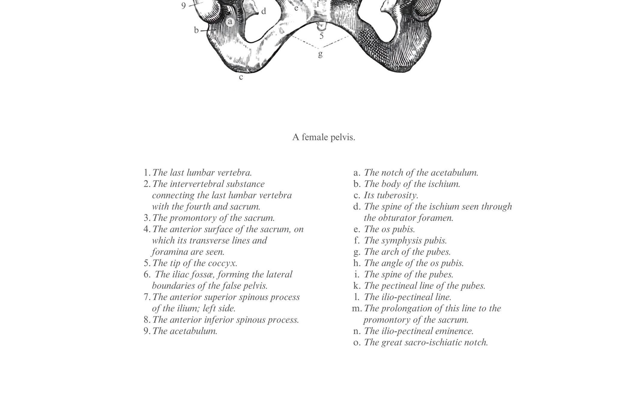Pelvis Printable - Human Pelvis Print - Vintage Anatomy Art - Female ...