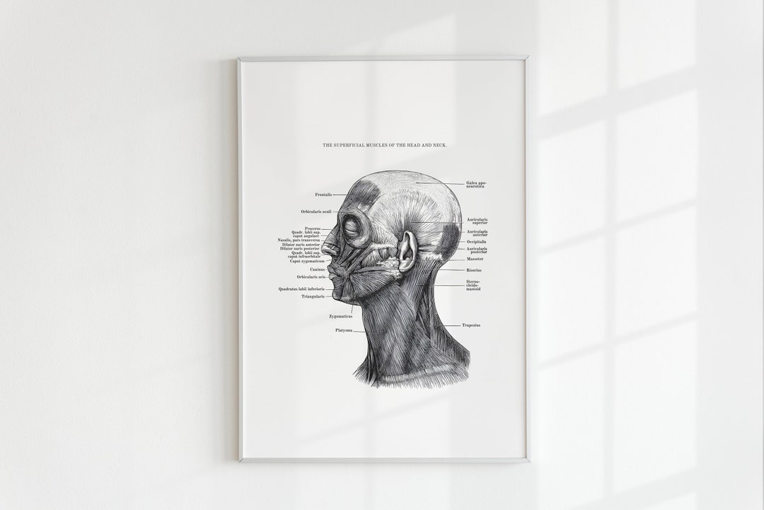 Muscles of the Head and Neck Print - Anatomy Printable - Vintage ...