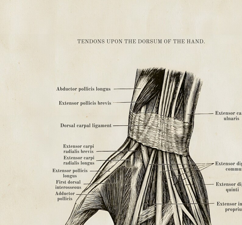 Tendons of the Hand Printable - Anatomy Art Printable - Vintage Anatomy ...