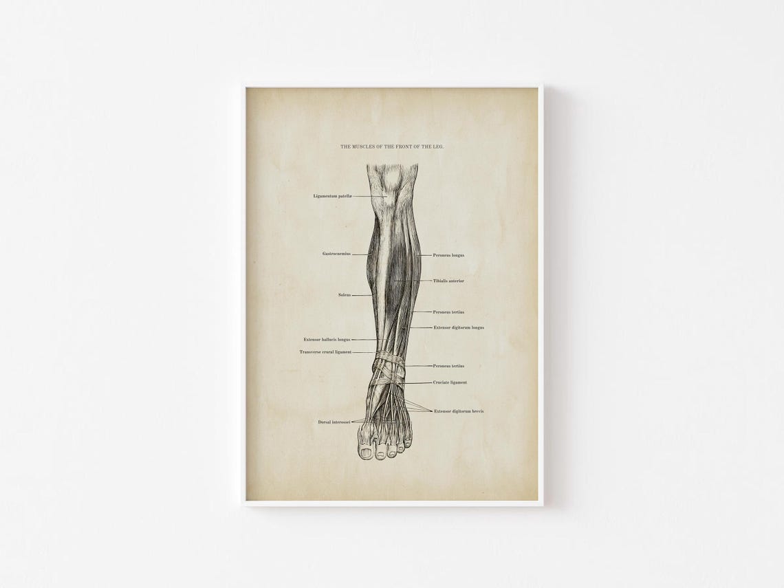 Vintage Leg Muscles Anatomy Print: Scientific Poster (digital Download ...