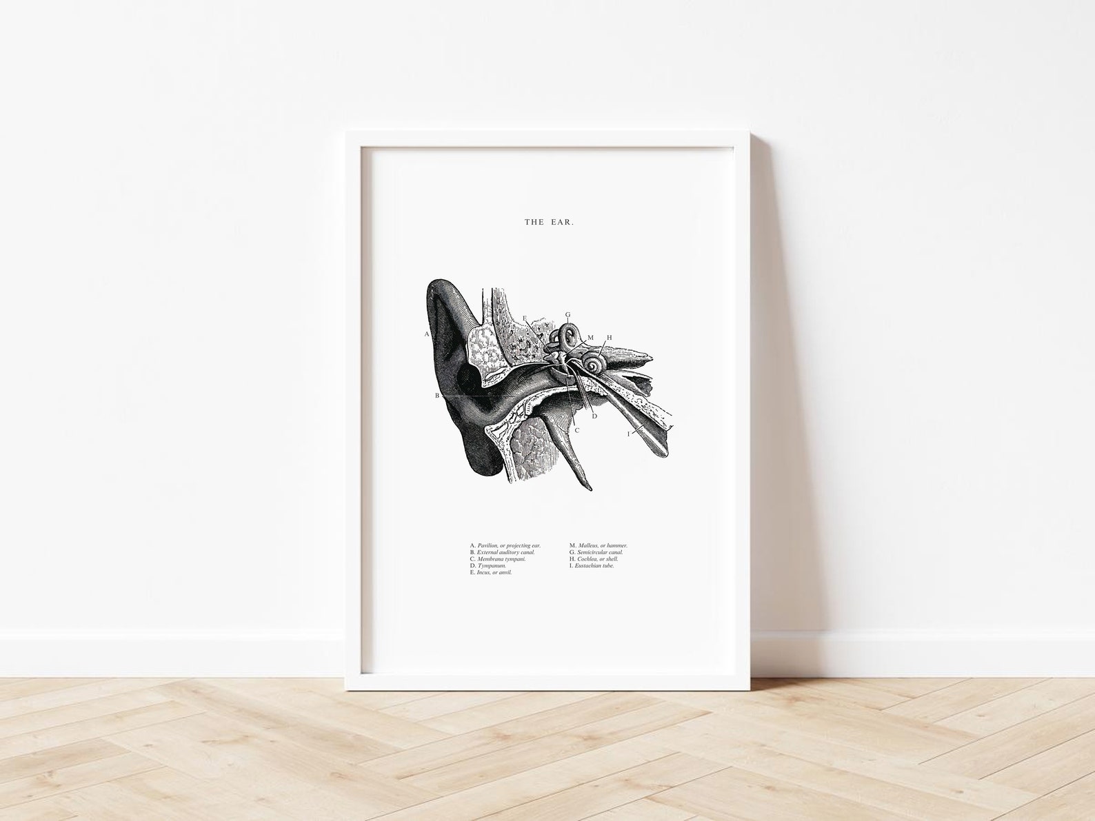 Human Ear Anatomy Print: Vintage Scientific Poster (digital Download ...