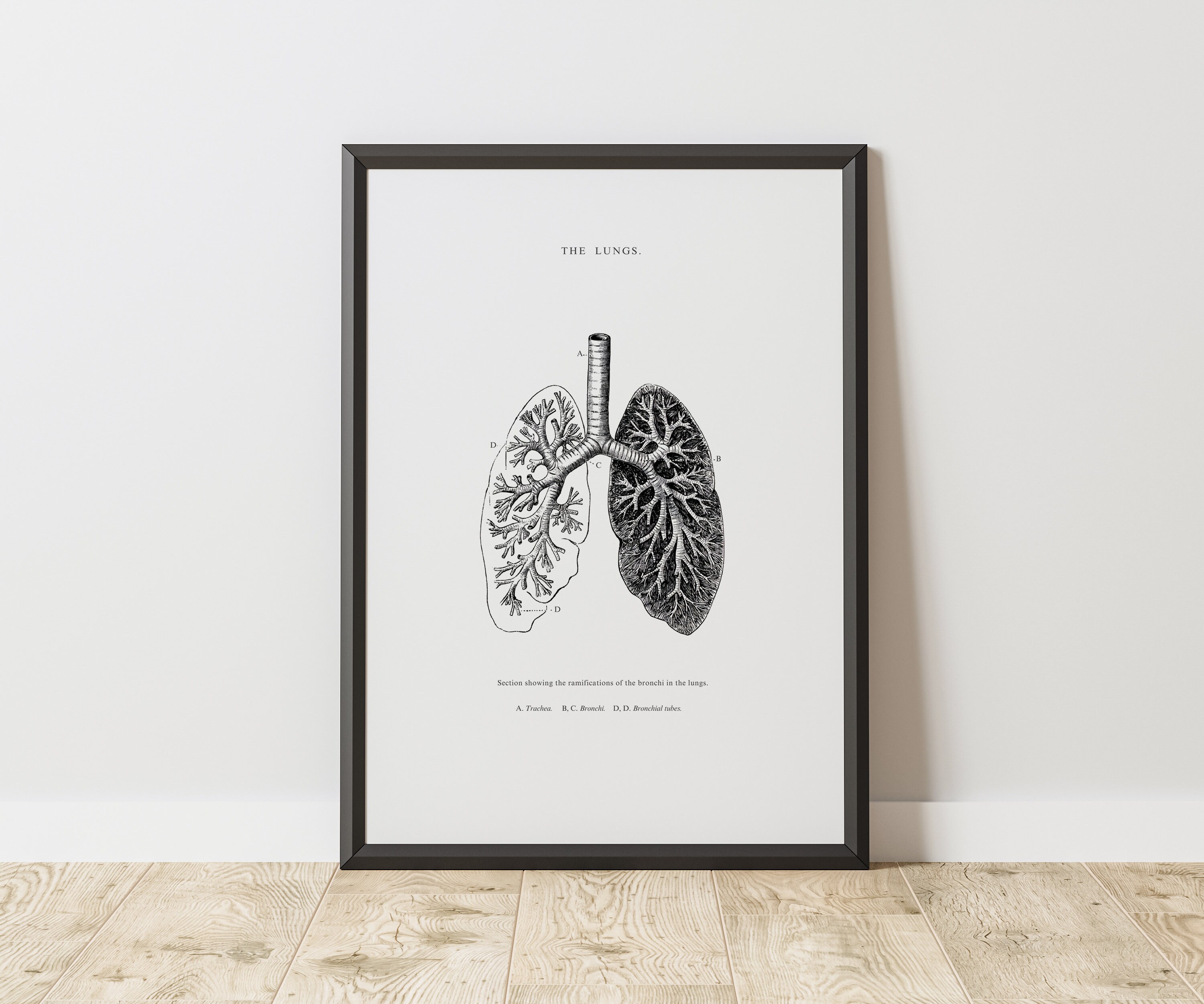 Human Lungs Printable Human Anatomy Wall Art Vintage Anatomy Black ...