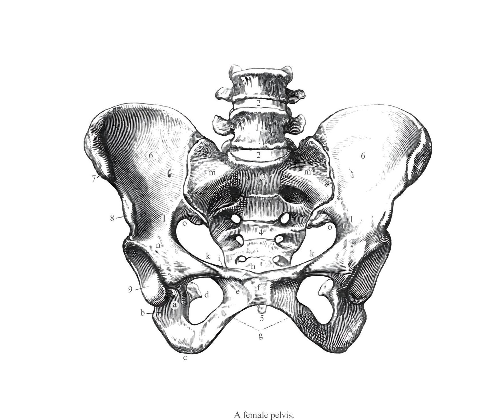 Pelvis Printable - Human Pelvis Print - Vintage Anatomy Art - Female ...