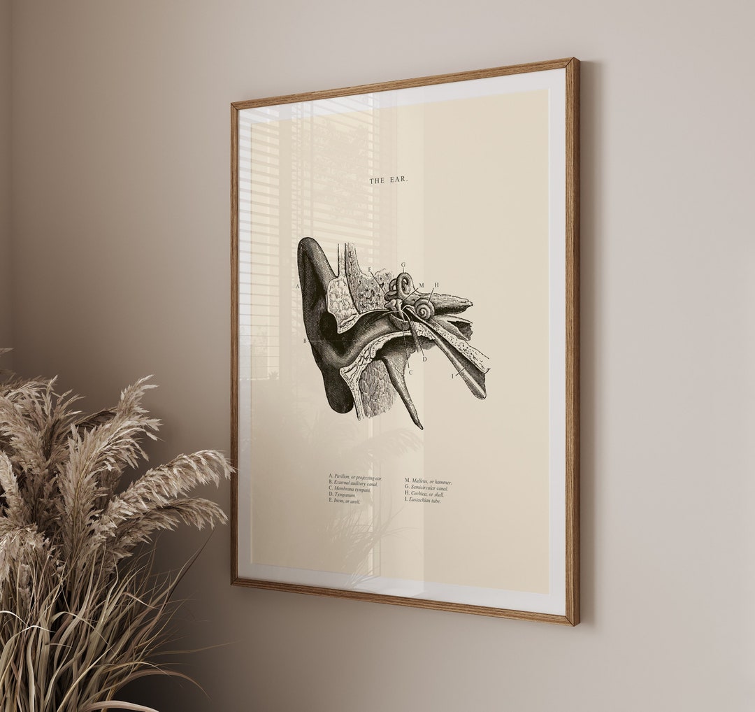 Vintage Human Ear Anatomy Print: Scientific Poster (digital Download ...