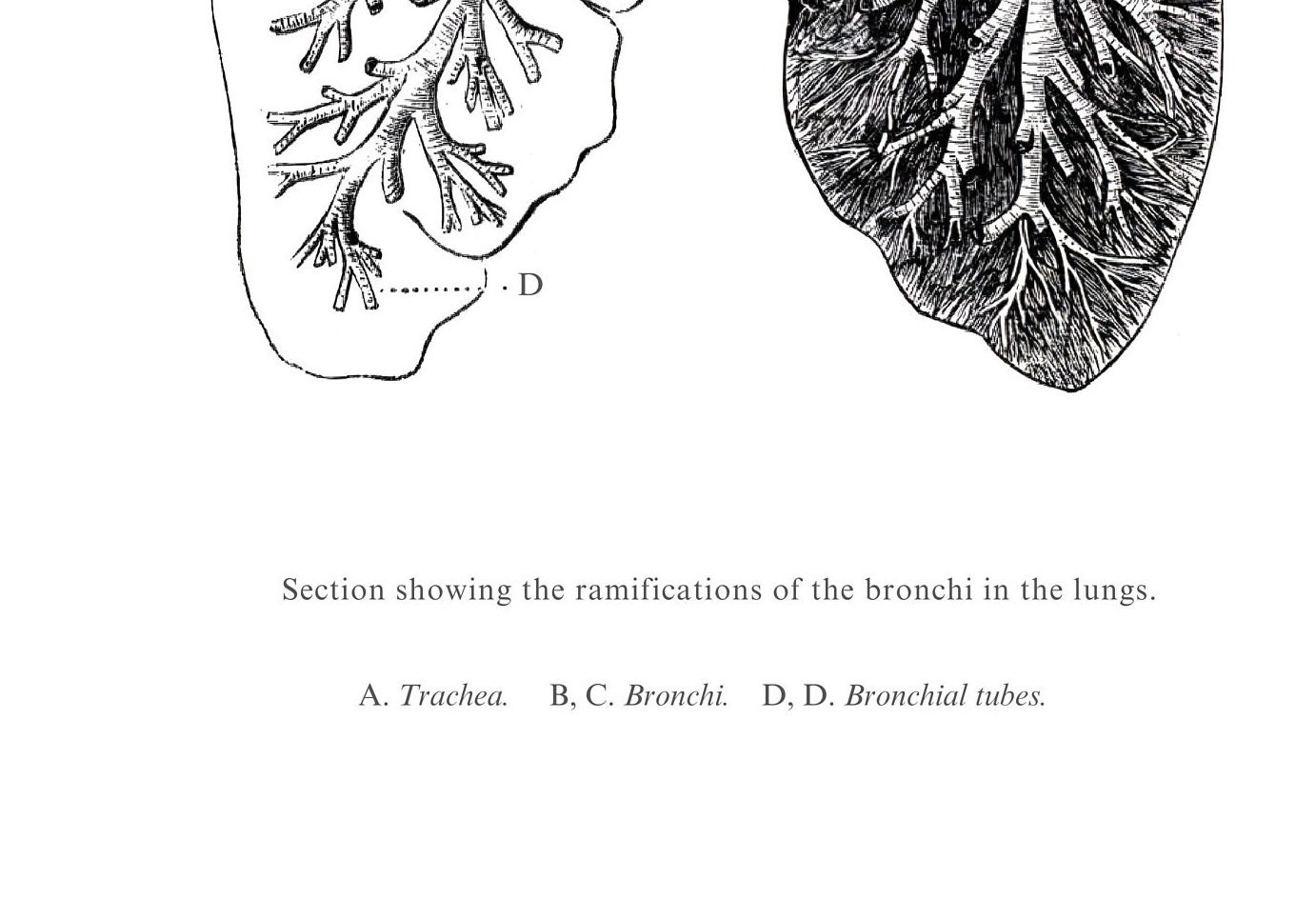 Human Lungs Printable Human Anatomy Wall Art Vintage Anatomy Black ...