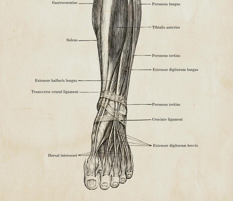 Vintage Leg Muscles Anatomy Print: Scientific Poster (digital Download ...