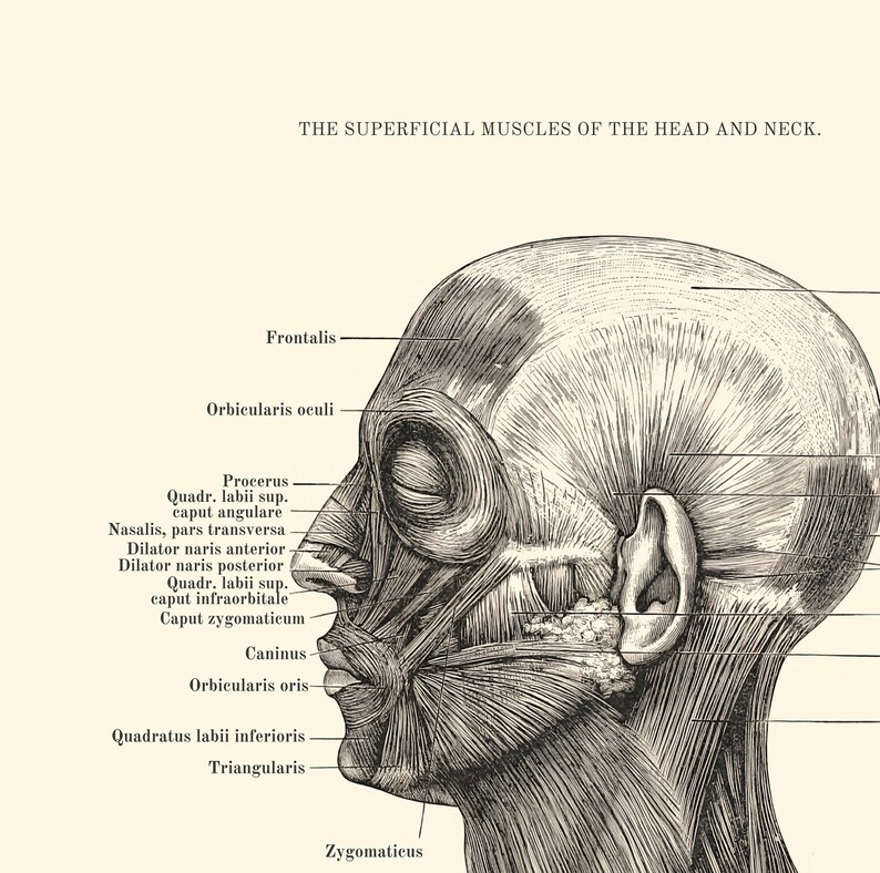 Muscles of the Head and Neck Print - Anatomy Printable - Vintage ...