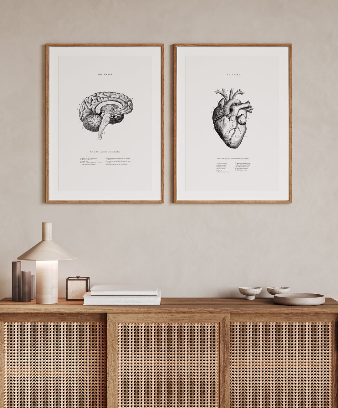 Anatomical Heart - Anatomical Brain - Set of 2 - Anatomical Heart Print ...