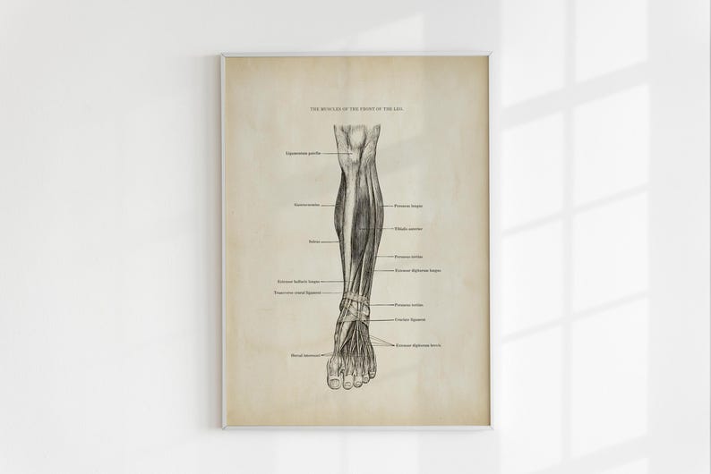 Vintage Leg Muscles Anatomy Print: Scientific Poster (digital Download ...