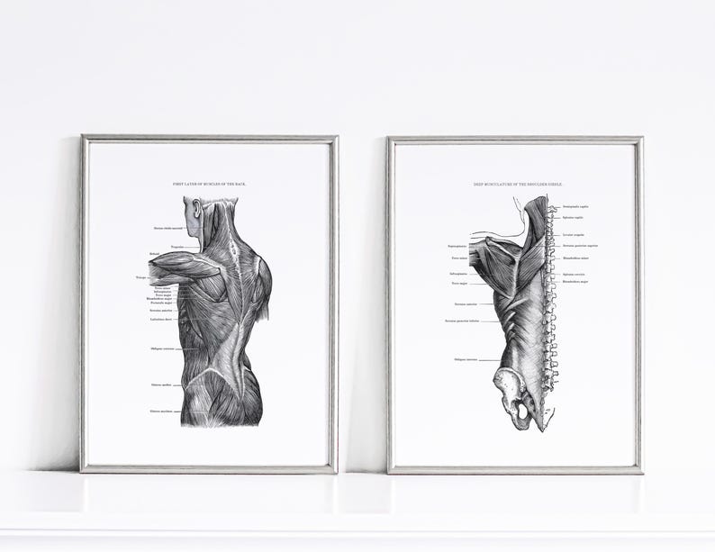 Vintage Anatomy Print: Muscles of the Back and Shoulder (digital ...