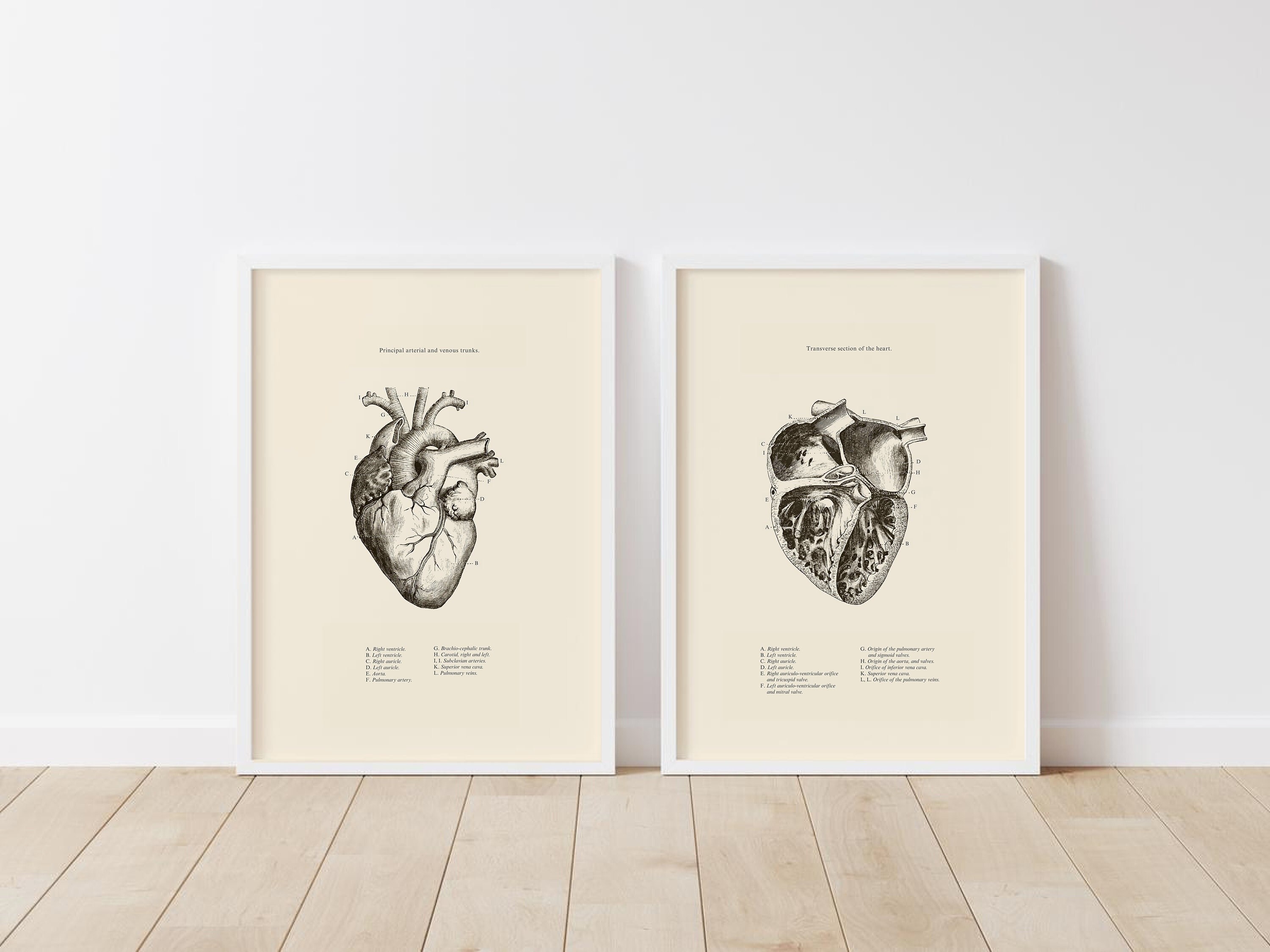 Anatomical Heart Print - Printable Wall Art - Heart Wall Art - Vintage ...