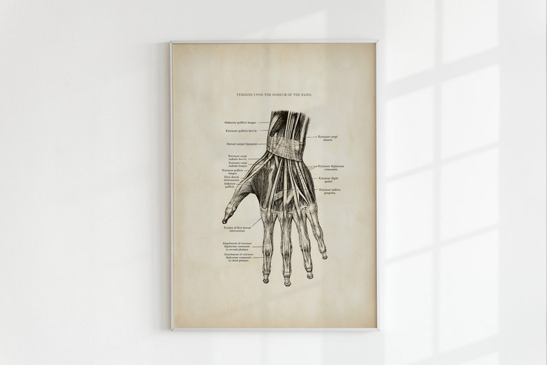 Tendons of the Hand Printable - Anatomy Art Printable - Vintage Anatomy ...