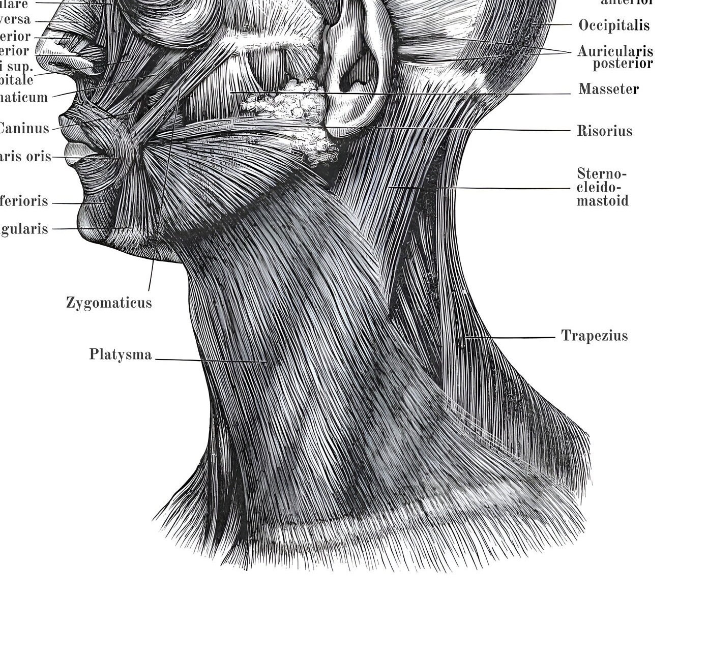 Muscles of the Head and Neck Print - Anatomy Printable - Vintage ...