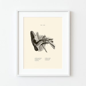 Vintage Human Ear Anatomy Print: Scientific Poster (digital Download ...