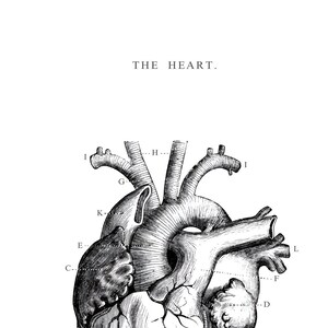 Anatomical Heart Print - Printable Wall Art - Heart Wall Art - Vintage ...