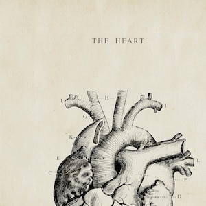 Anatomical Heart Print - Printable Wall Art - Heart Wall Art - Vintage ...