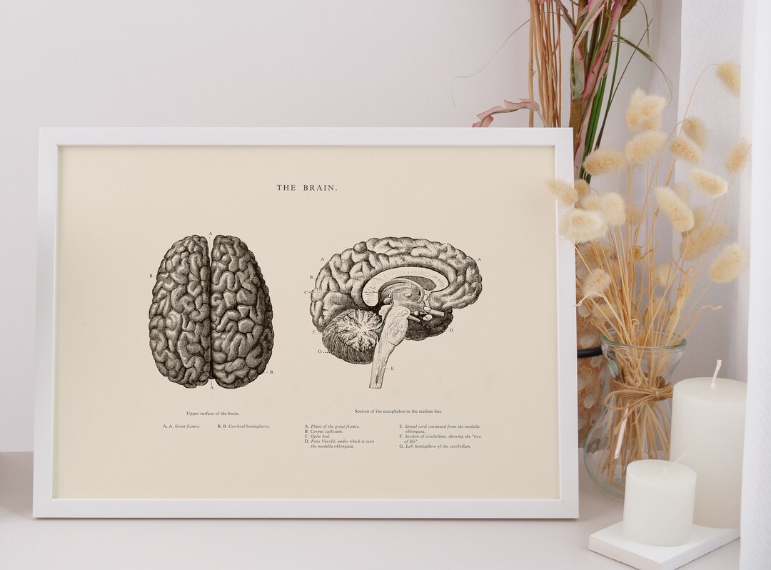 Anatomical Brain Print - Printable Wall Art - Brain Wall Art - Vintage ...